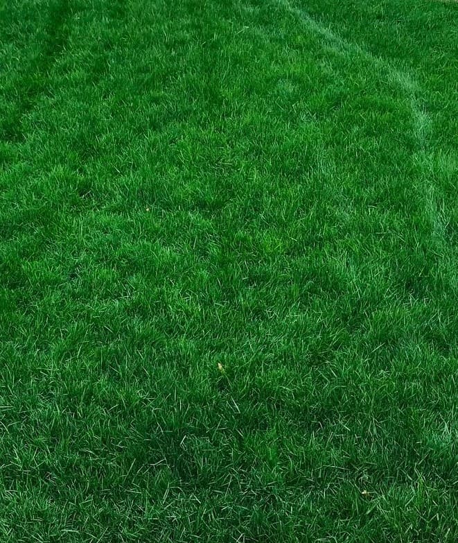 Grass Types That Grow Best in Colorado - Erbert Lawns