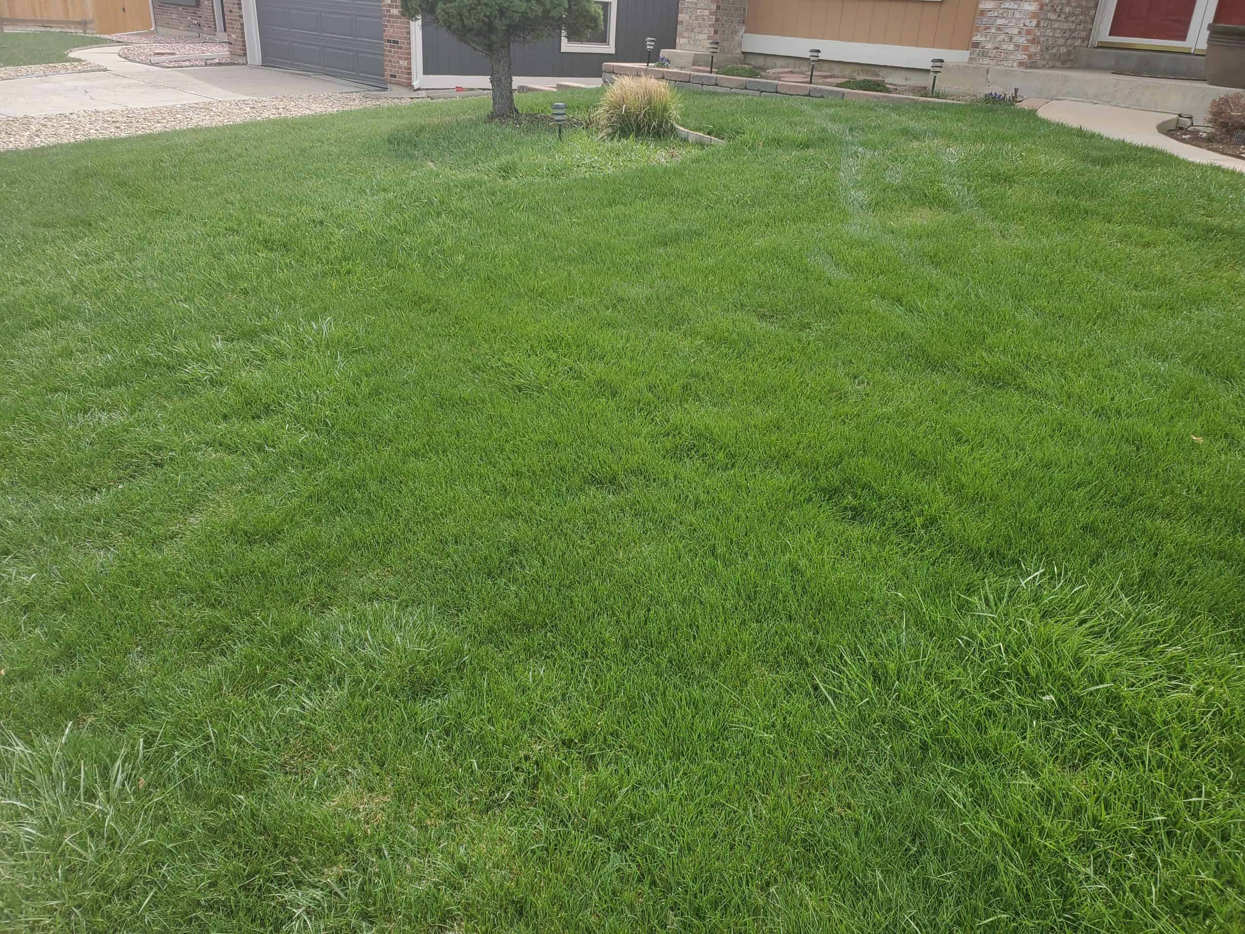 Fall and Winter Fertilizer Lawn Tips - Erbert Lawns